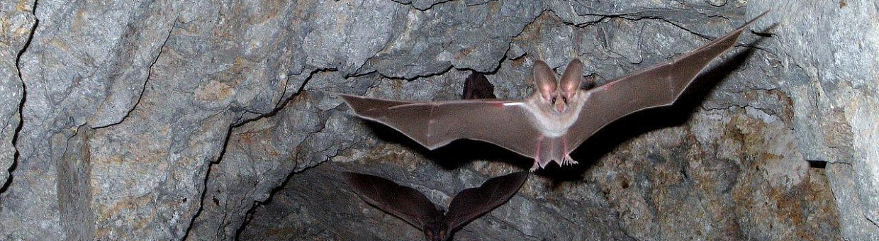 Scientists have identified Siberian mites in African bats